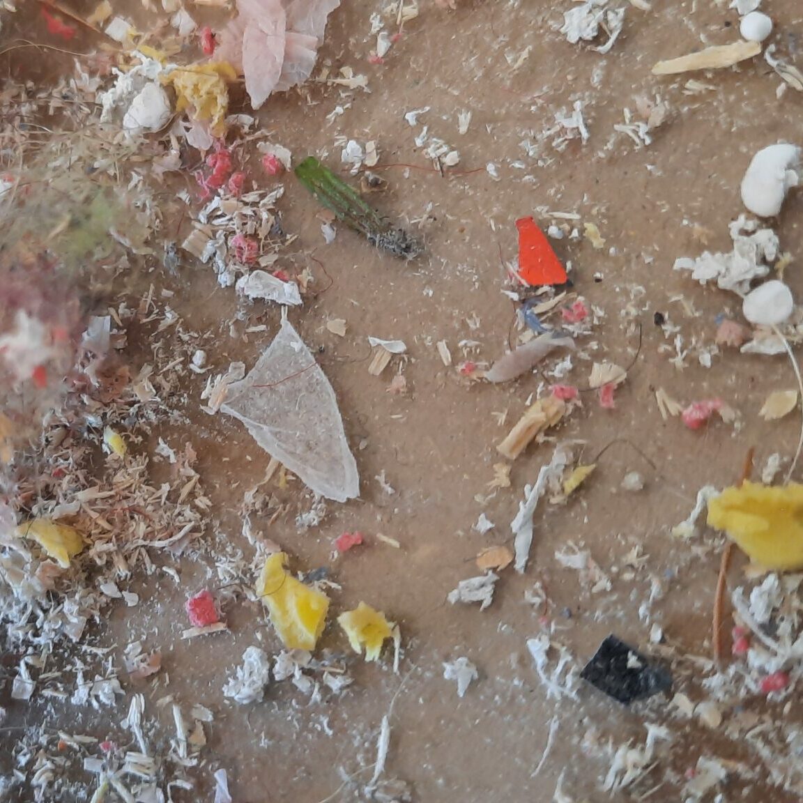 Momentum | What is the effect of microplastics and nanoplastics in the ...